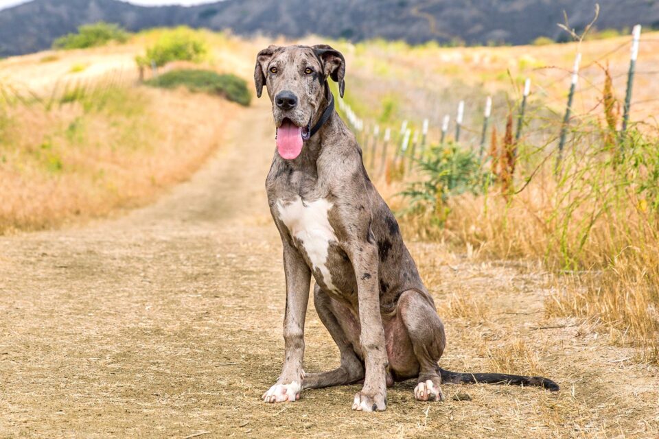 Merle Great Dane: Facts, Genetics, Health, Puppy Prices & FAQs