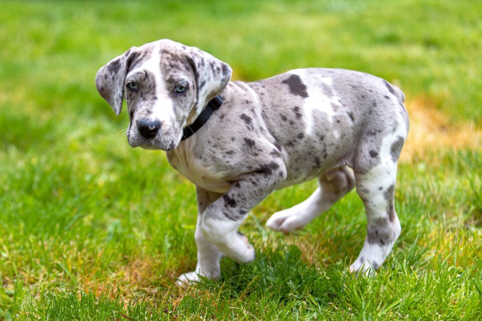 Merle Great Dane: Facts, Genetics, Health, Puppy Prices & FAQs