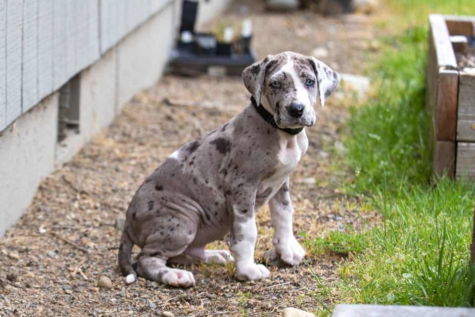 Merle Great Dane: Facts, Genetics, Health, Puppy Prices & FAQs