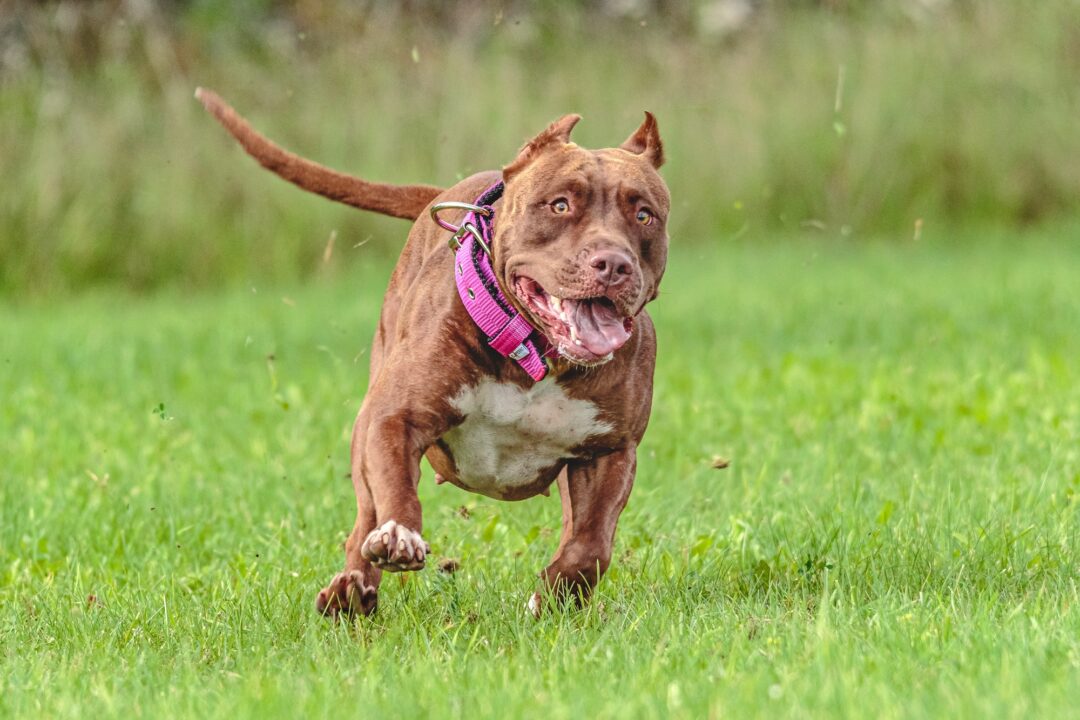 5 Proven Ways to Make Your Pitbull More Muscular