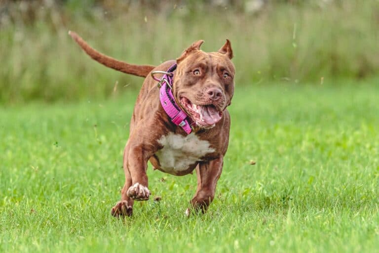 5 Proven Ways to Make Your Pitbull More Muscular