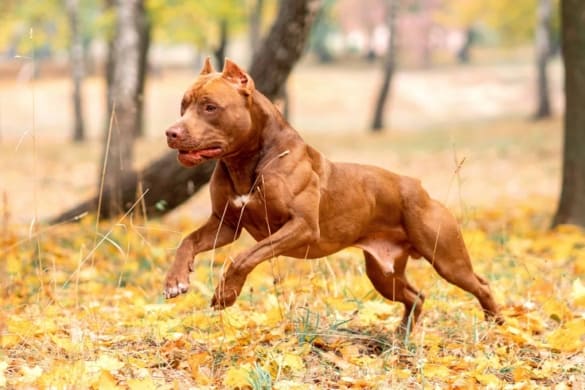5 Proven Ways to Make Your Pitbull More Muscular