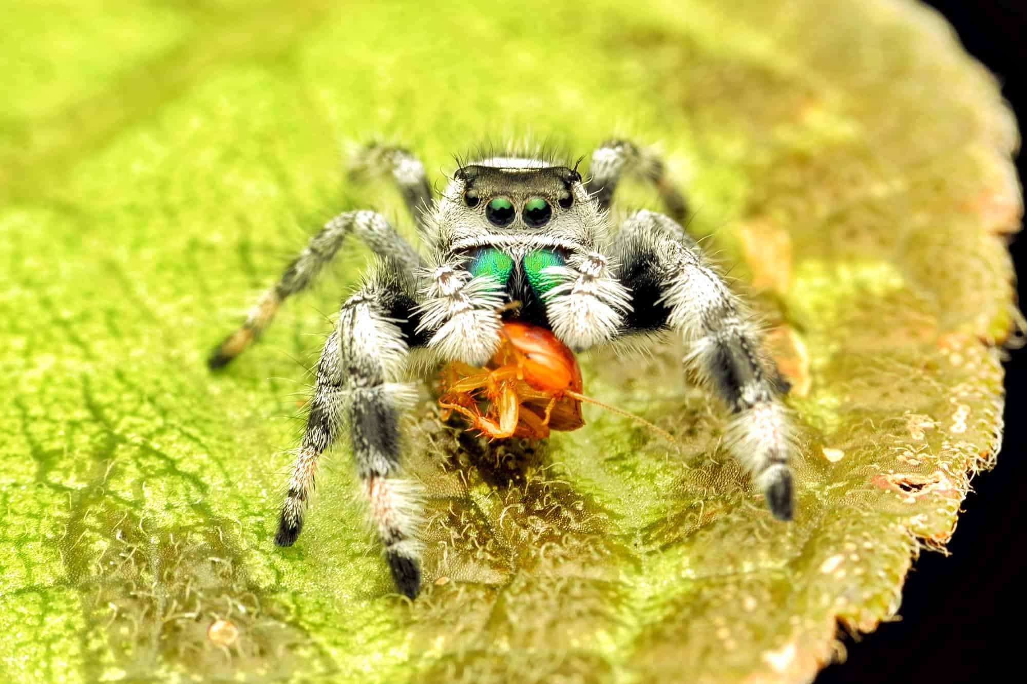 Regal Jumping Spider (Phidippus regius) Info, Pictures & FAQs