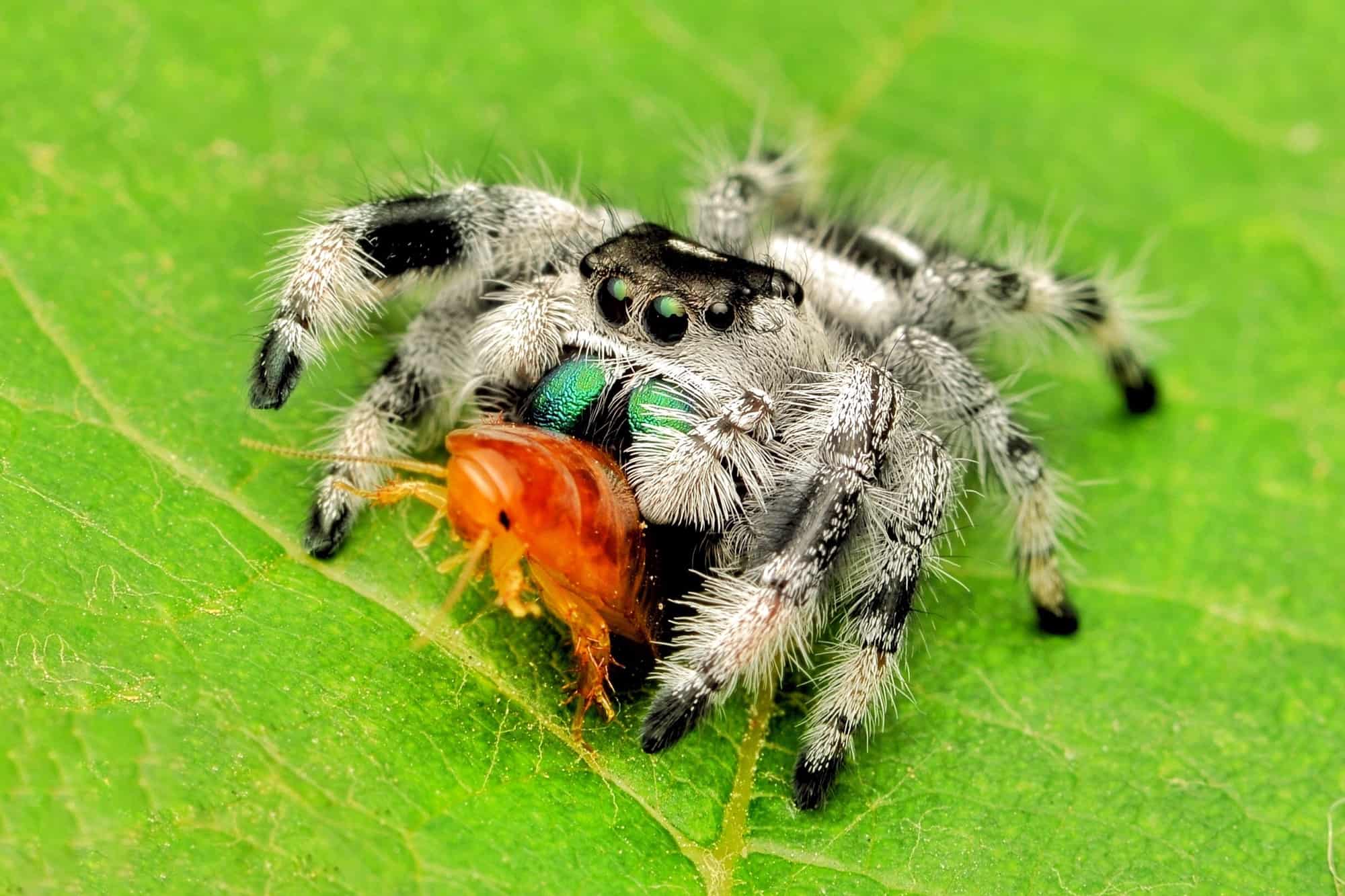 Jumping Spider: Everything You Need to Know (Pictures & FAQs)