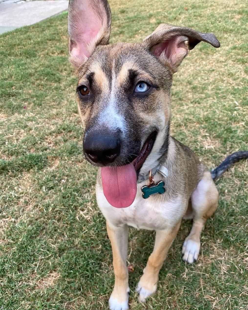 Pitsky (Pitbull & Husky Mix) Info, Pictures, Facts, FAQs & More