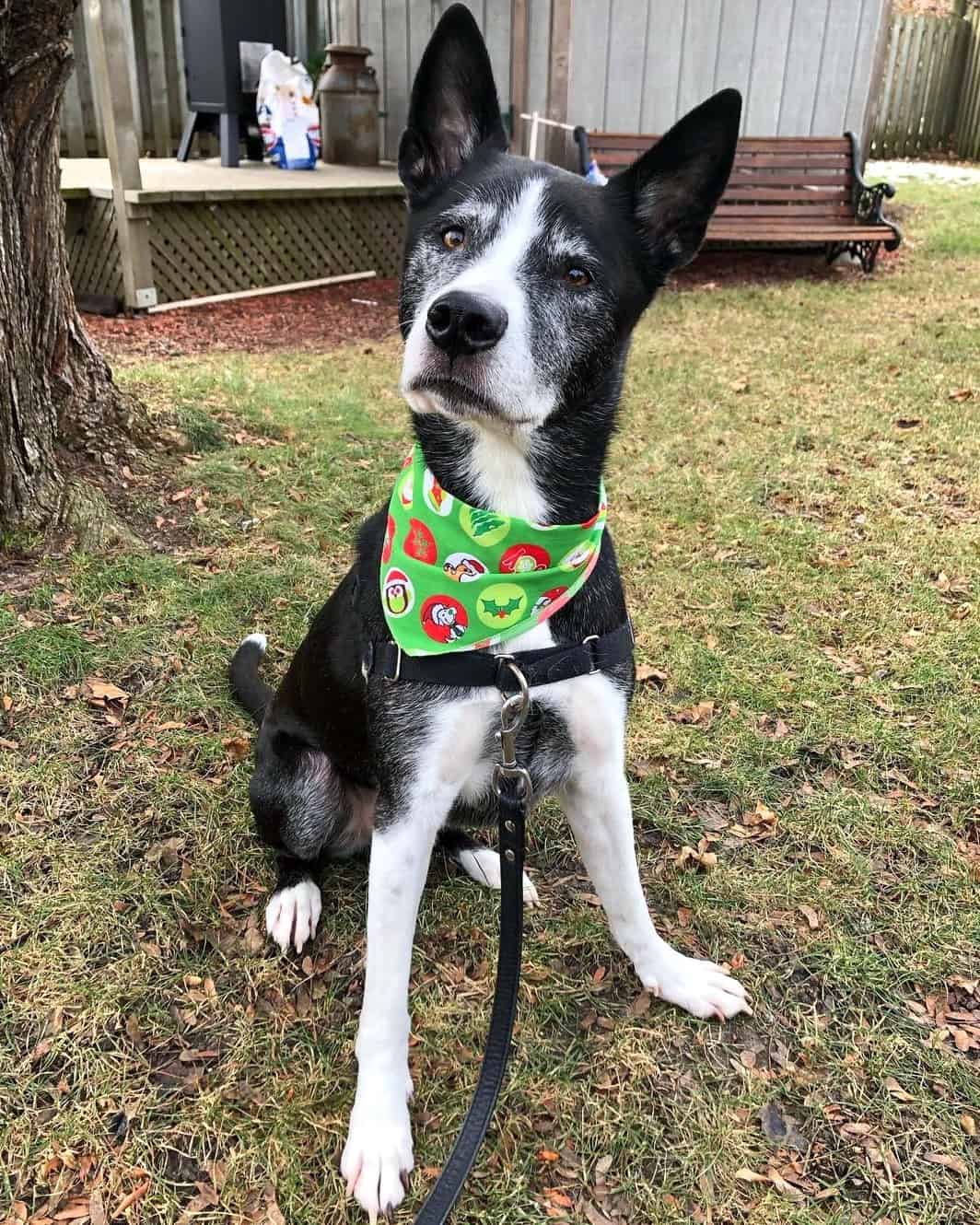 Pitsky (Pitbull & Husky Mix) Info, Pictures, Facts, FAQs & More