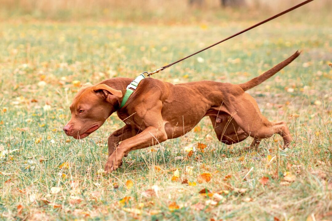 5 Proven Ways to Make Your Pitbull More Muscular