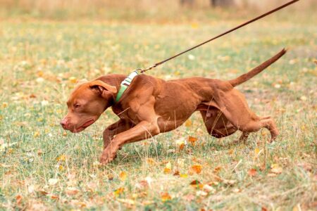 5 Proven Ways to Make Your Pitbull More Muscular