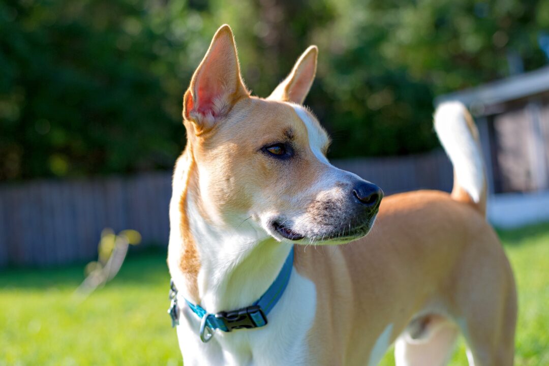 Pitsky (Pitbull & Husky Mix) Info, Pictures, Facts, FAQs & More