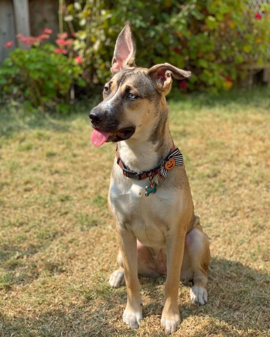 Pitsky (Pitbull & Husky Mix) Info, Pictures, Facts, FAQs & More