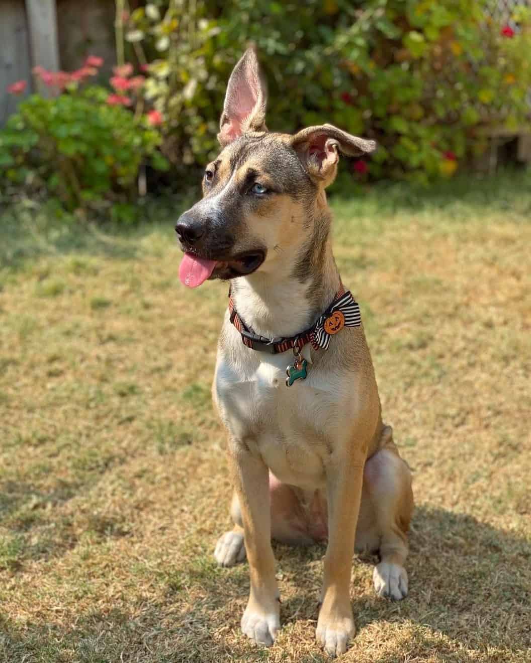 Pitsky (Pitbull & Husky Mix) Info, Pictures, Facts, FAQs & More