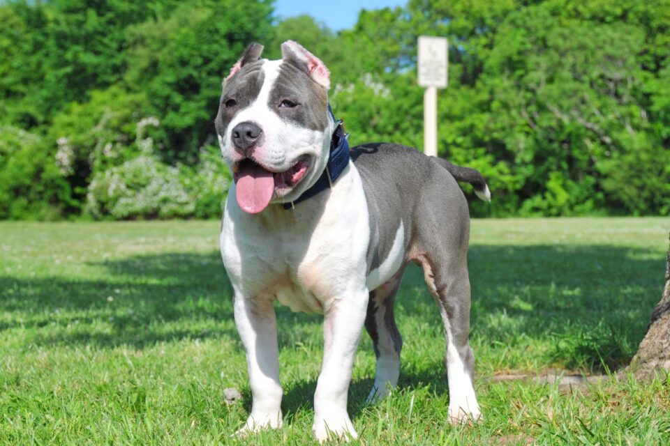 Blue American Bully Info, Pictures, Genetics, Facts, FAQ & More