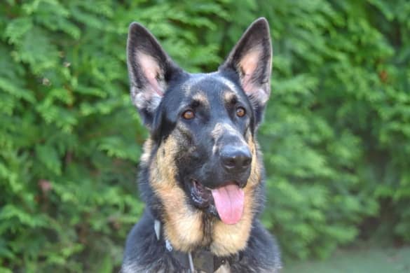 Blue German Shepherd: Facts, Genetics, Health, Pictures & FAQs