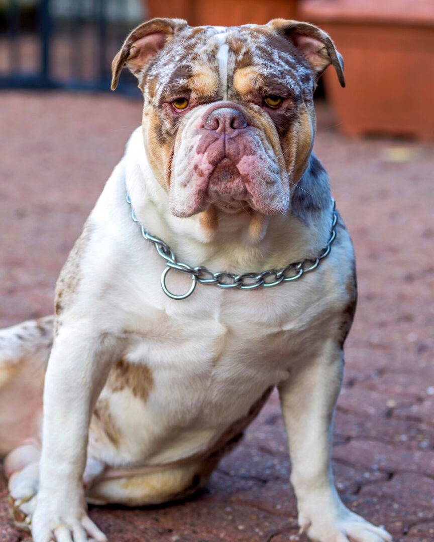 Merle English Bulldog: The Uniquely Coated Bully You'll Love