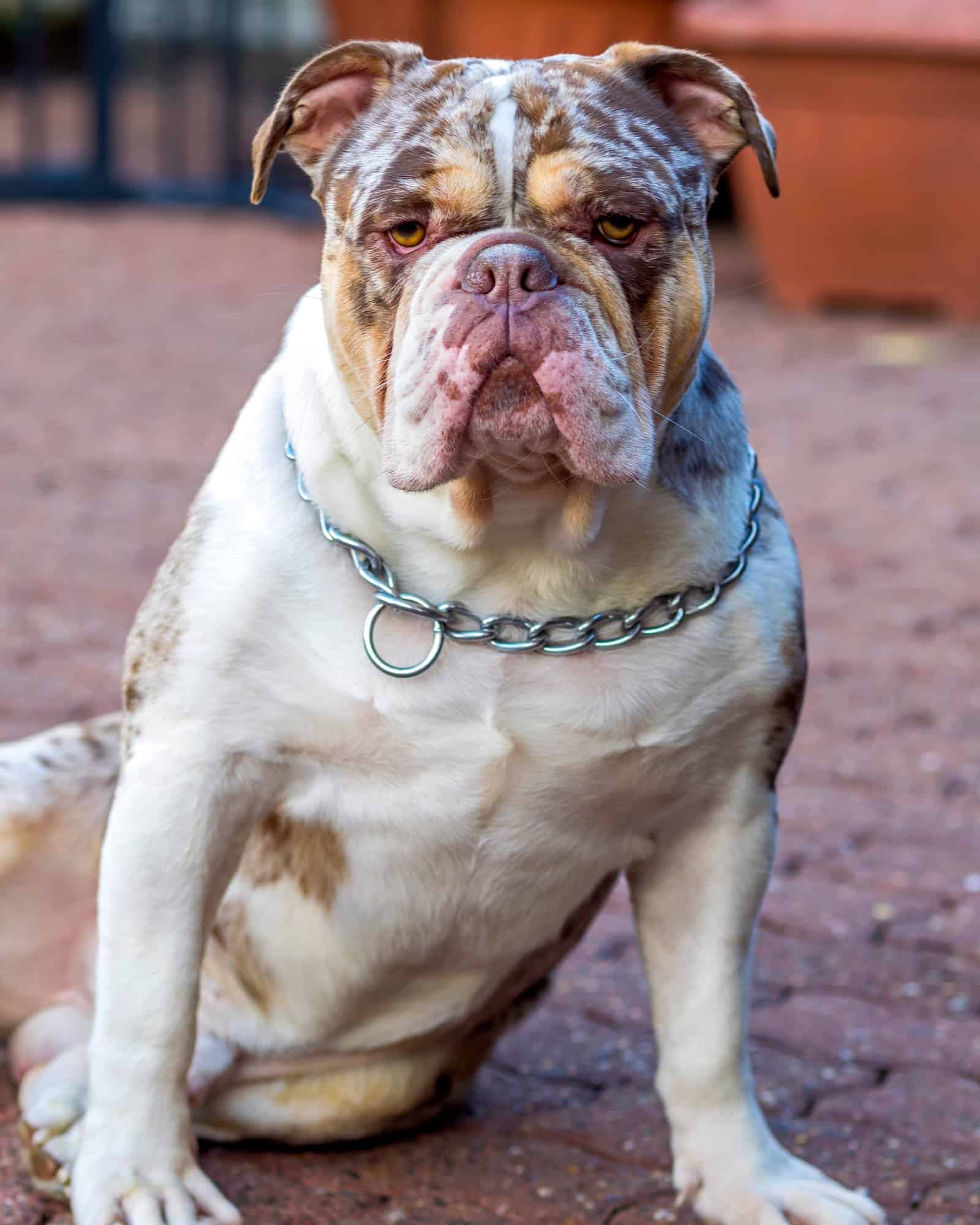Merle English Bulldog: The Uniquely Coated Bully You'll Love