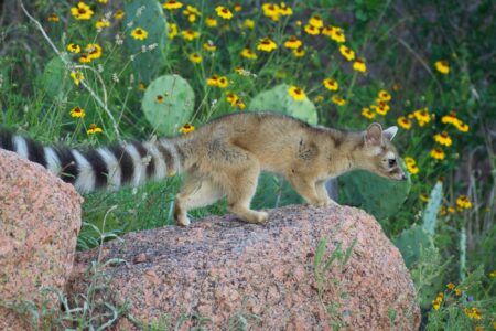 Ringtail Cat: The Cutest Member of the Racoon Family