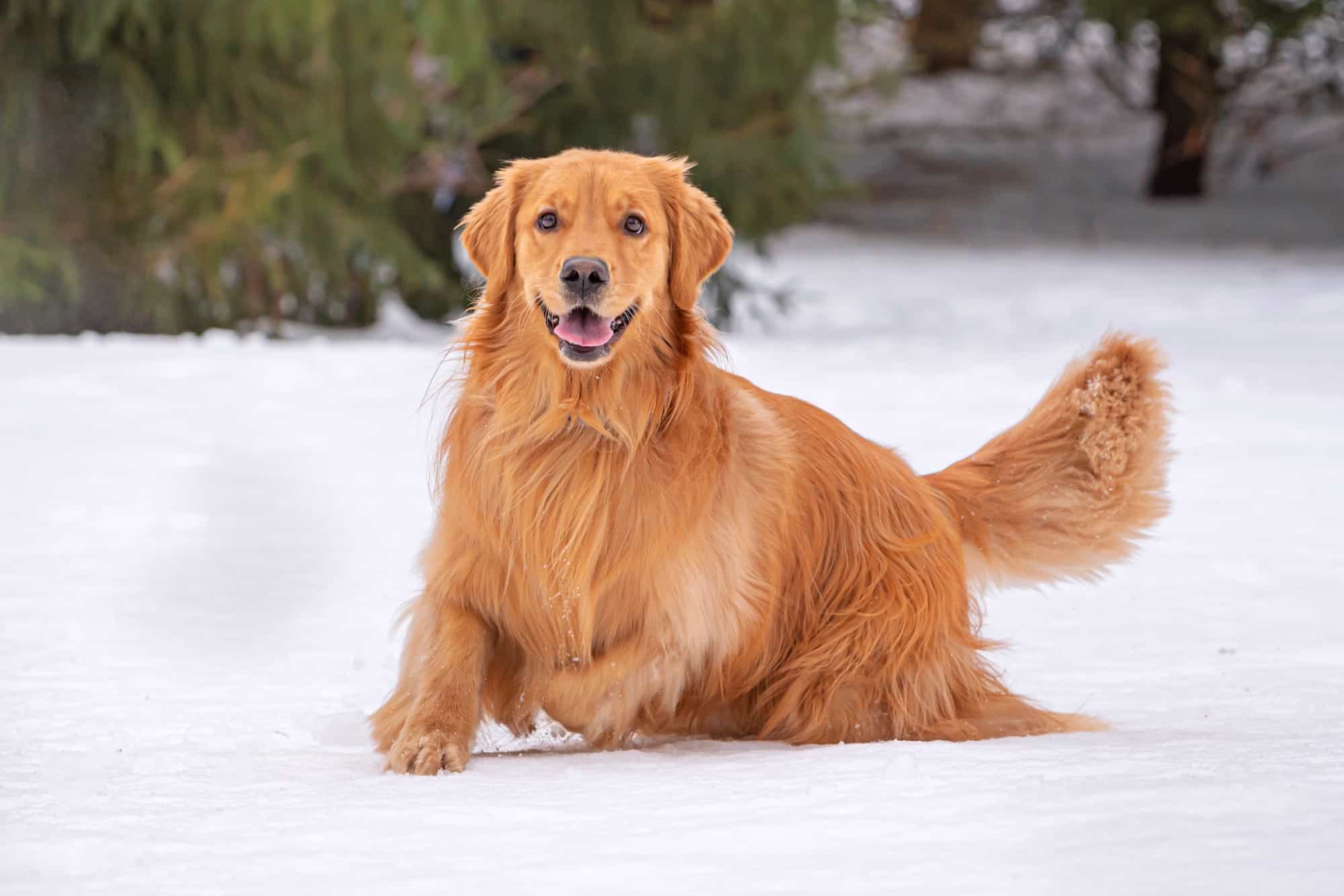 Red Golden Retriever: Do They Really Exist? (Pictures & FAQs)
