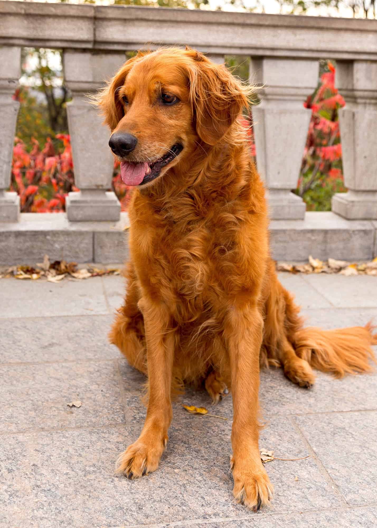 Red Golden Retriever: Do They Really Exist? (Pictures & FAQs)