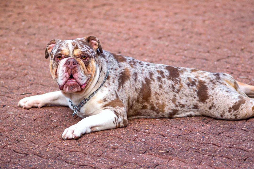 Merle English Bulldog: The Uniquely Coated Bully You'll Love