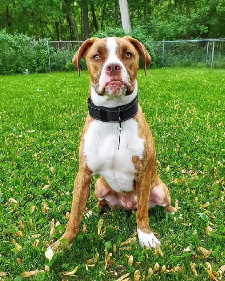 Brindle Pitbull: Everything You Need to Know (With Pictures)