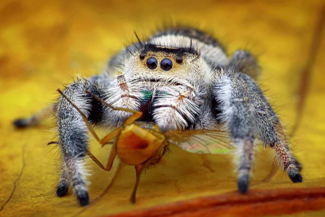 Regal Jumping Spider (Phidippus regius) Info, Pictures & FAQs