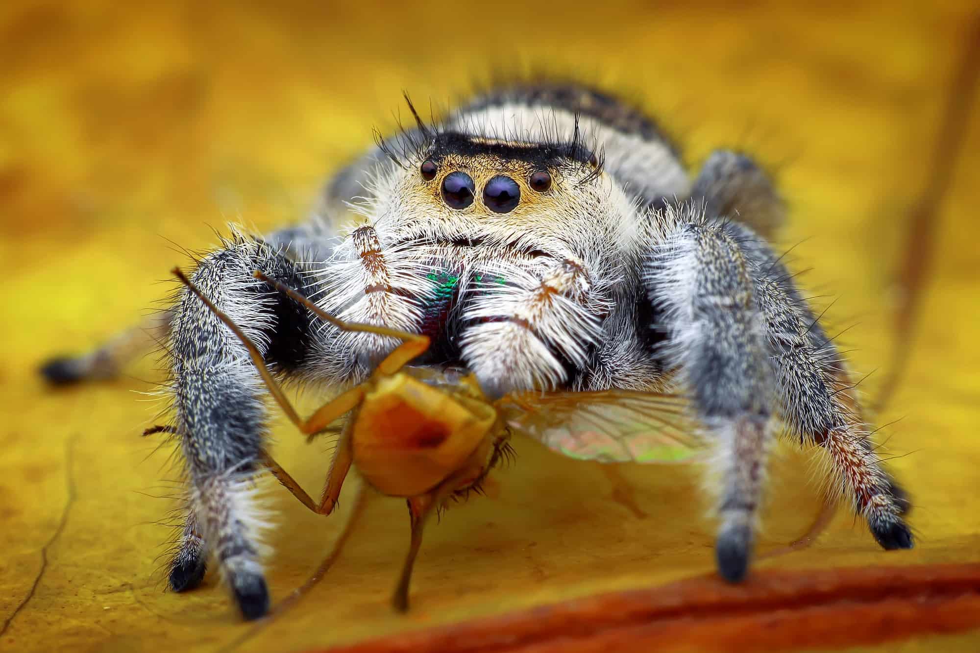 Regal Jumping Spider (Phidippus regius) Info, Pictures & FAQs