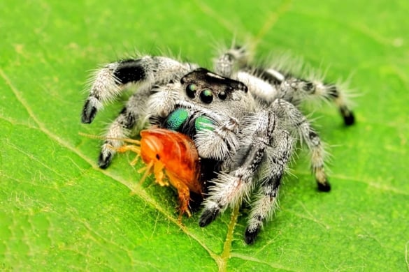 Regal Jumping Spider (Phidippus regius) Info, Pictures & FAQs