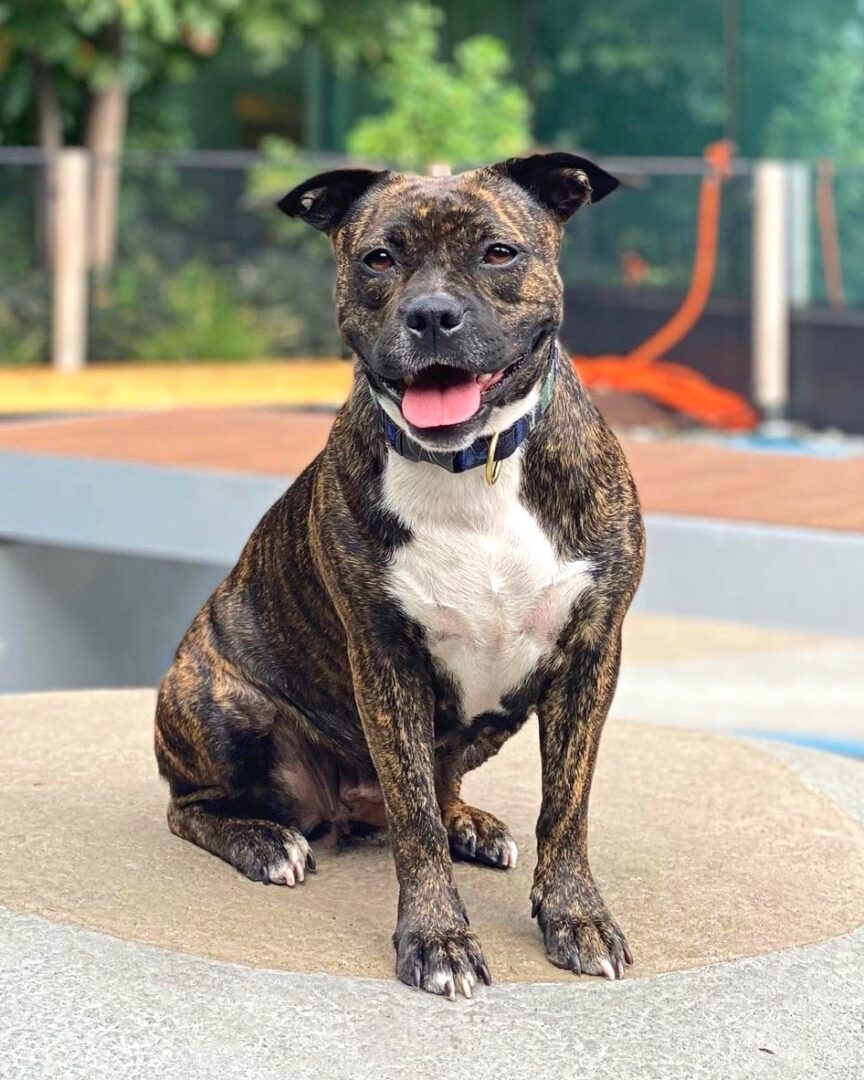 Brindle Pitbull: Everything You Need to Know (With Pictures)