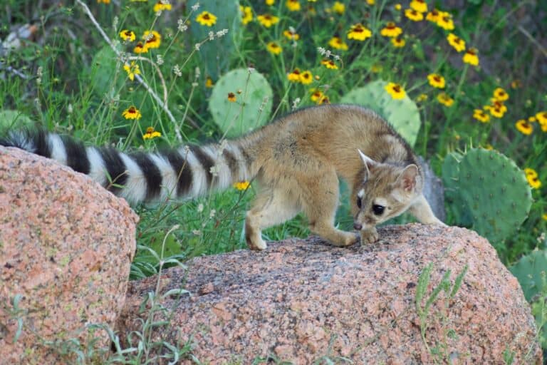 Ringtail Cat: The Cutest Member of the Racoon Family