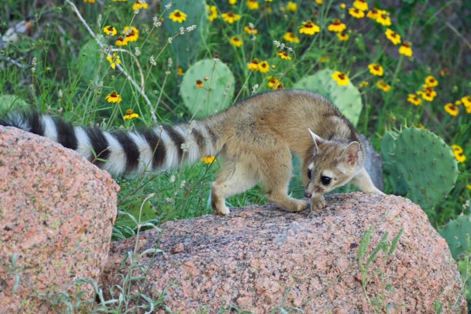 Ringtail Cat: The Cutest Member of the Racoon Family