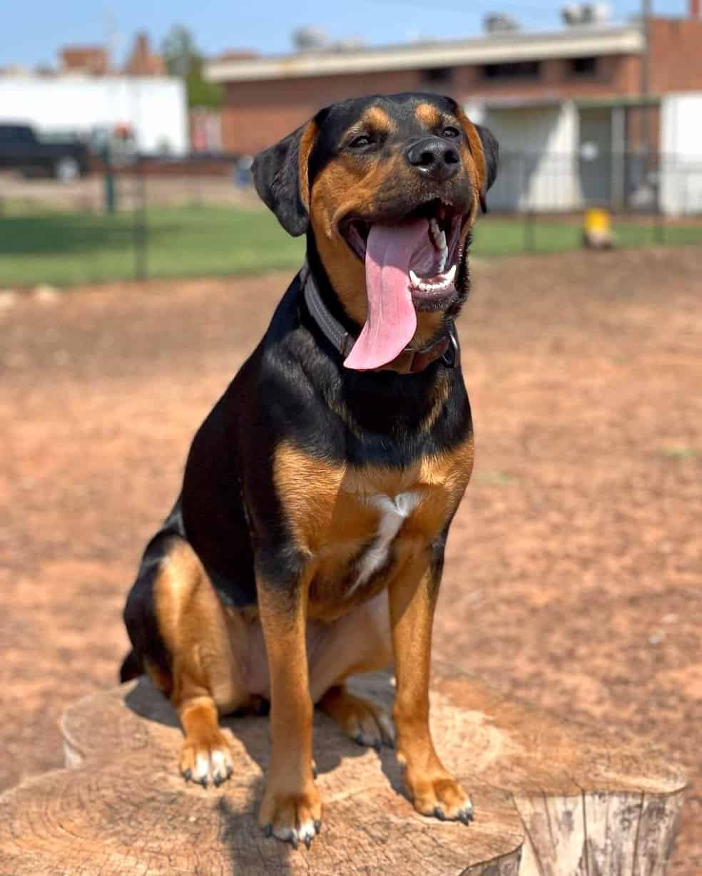 Rottador (Rottweiler & Lab Mix) Info, Pictures, Facts & FAQs