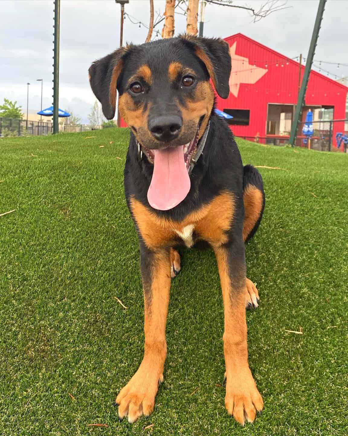 Rottador (Rottweiler & Lab Mix) Info, Pictures, Facts & FAQs