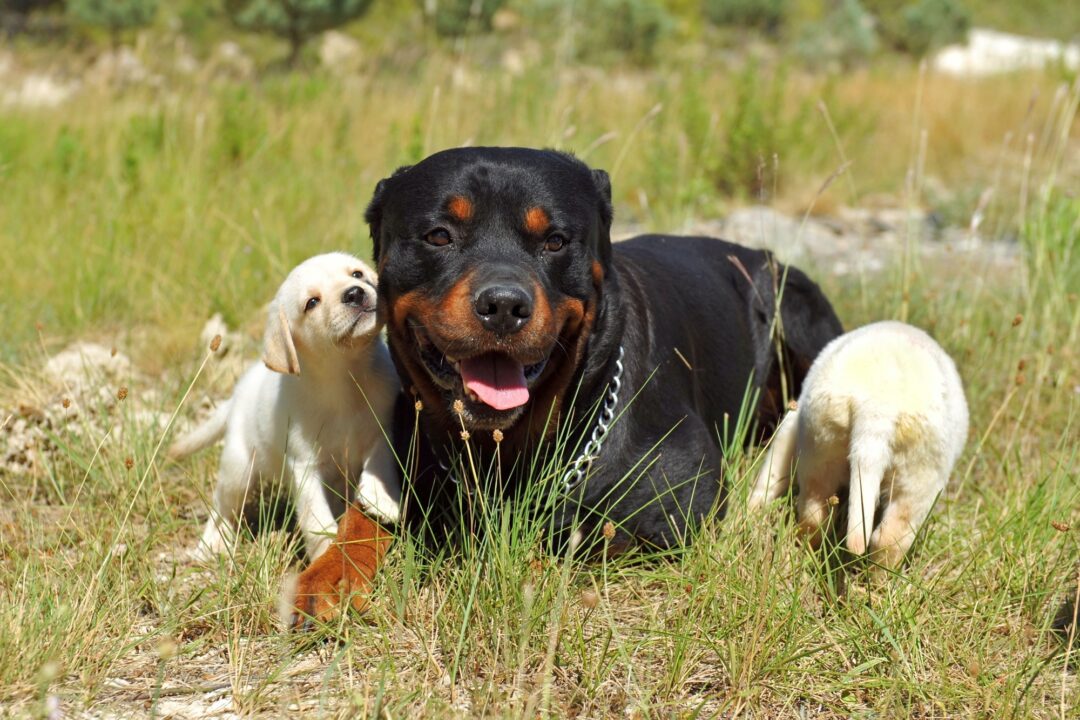 Rottador (Rottweiler & Lab Mix) Info, Pictures, Facts & FAQs