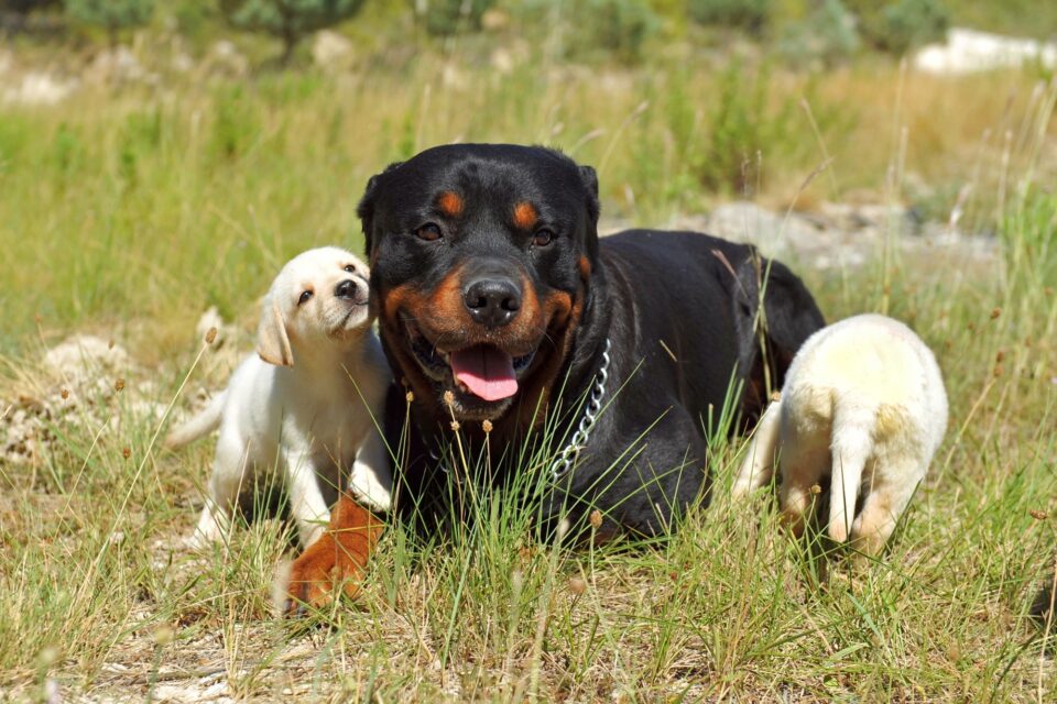 Rottador (Rottweiler & Lab Mix) Info, Pictures, Facts & FAQs