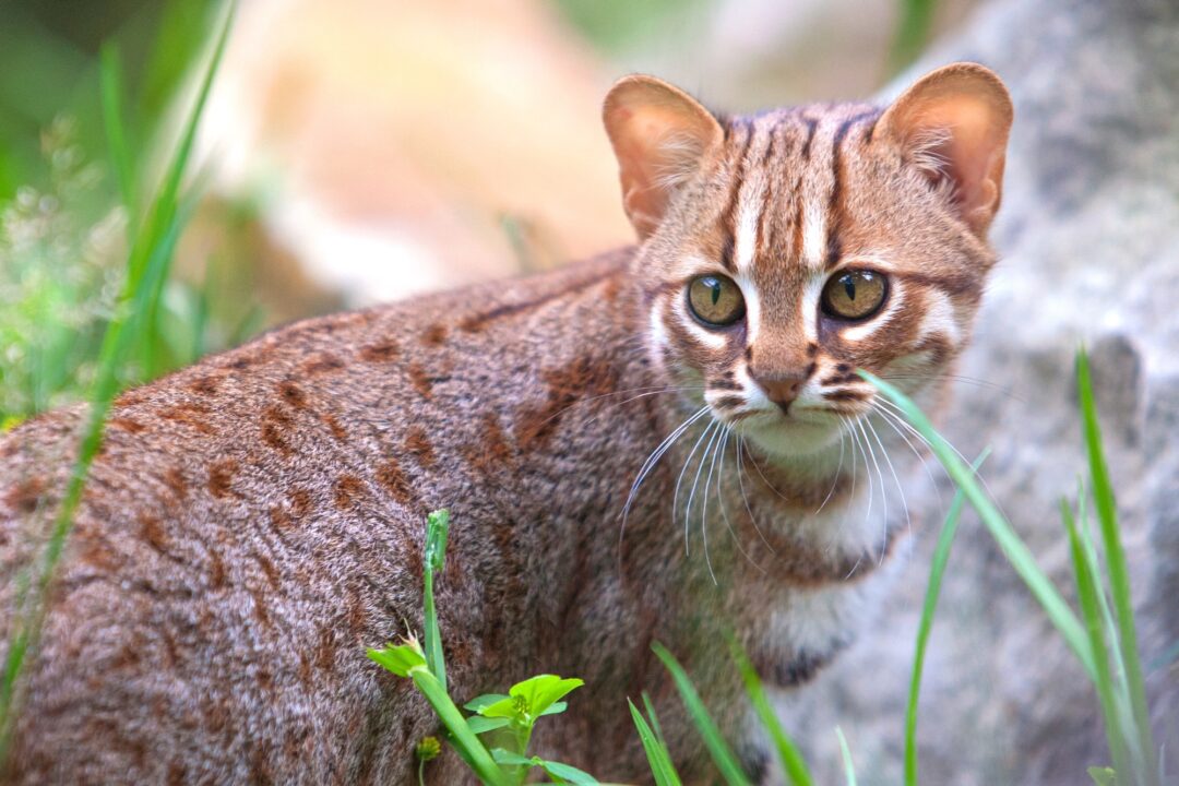 Rusty-Spotted Cat: Meet the Smallest Exotic Cat in the World