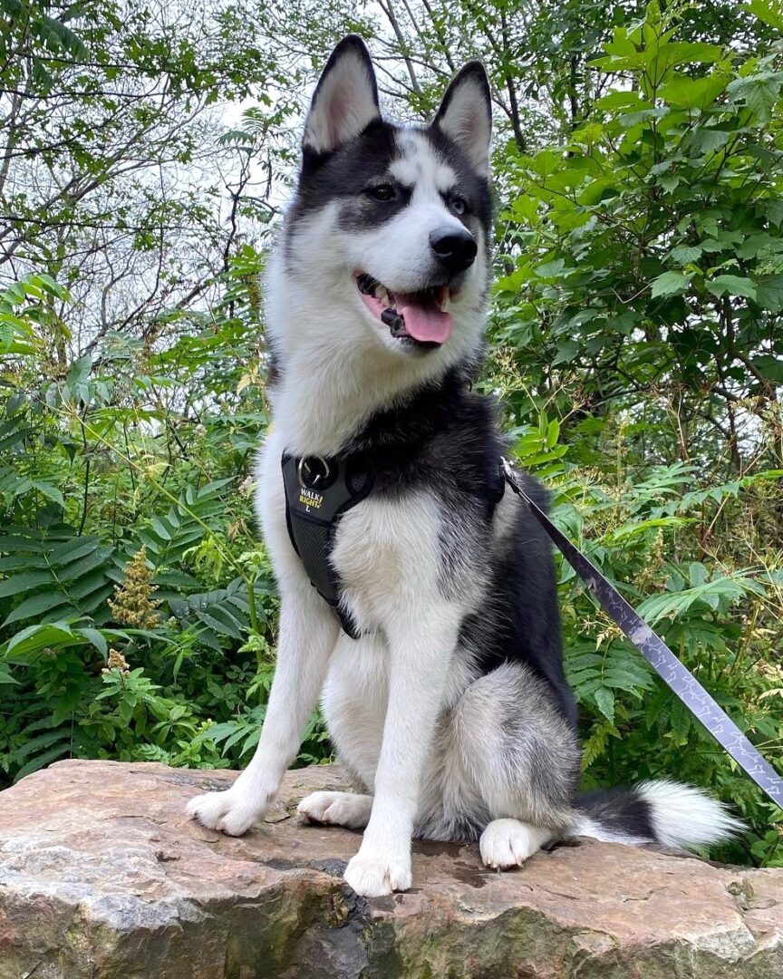 Samusky (Samoyed & Husky Mix) Info, Pictures, Facts & FAQs