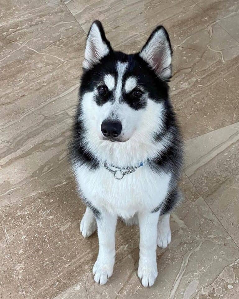 Samusky (Samoyed & Husky Mix) Info, Pictures, Facts & FAQs