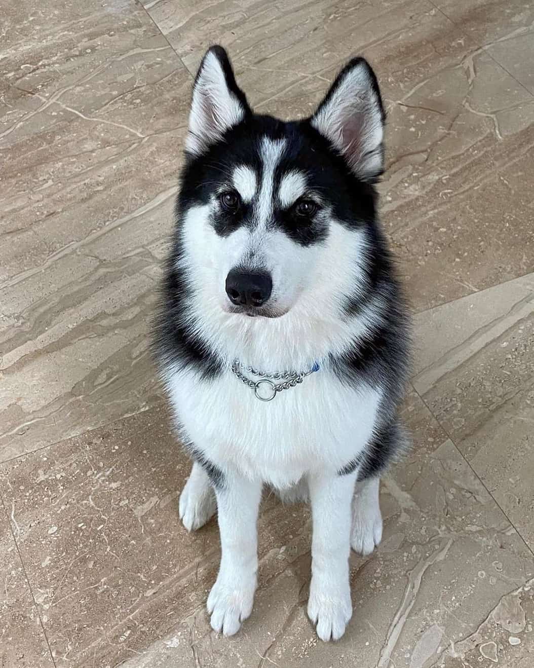 Samusky (Samoyed & Husky Mix) Info, Pictures, Facts & FAQs