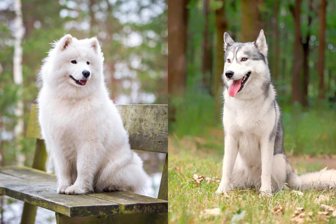 Samusky (Samoyed & Husky Mix) Info, Pictures, Facts & FAQs