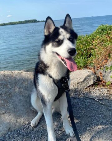 Samusky (Samoyed & Husky Mix) Info, Pictures, Facts & FAQs