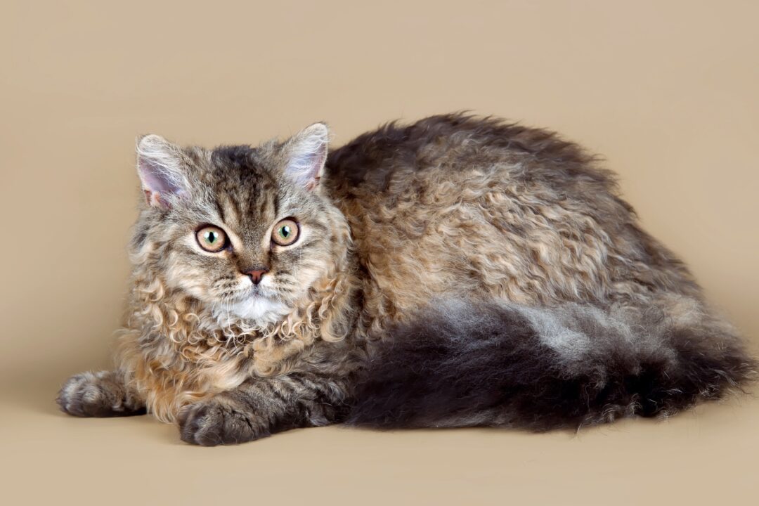 4 Cute Cat Breeds With Curly Hair (With Pictures & FAQs)