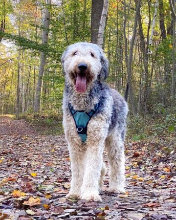 Shepadoodle | Mixed Dog Breed Info, Pictures, Facts & FAQs