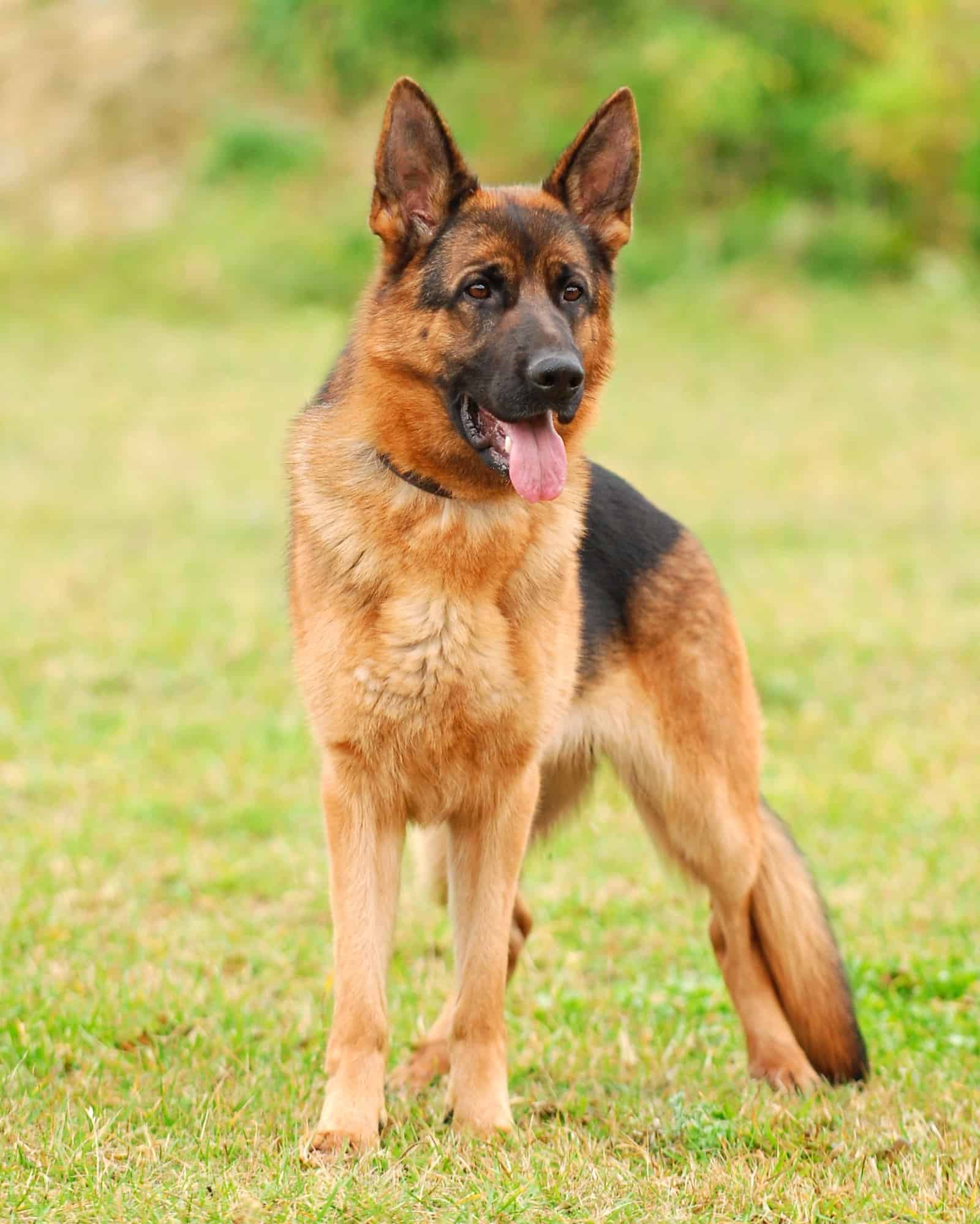 Short-Haired German Shepherd: Info, Pictures, FAQs & More