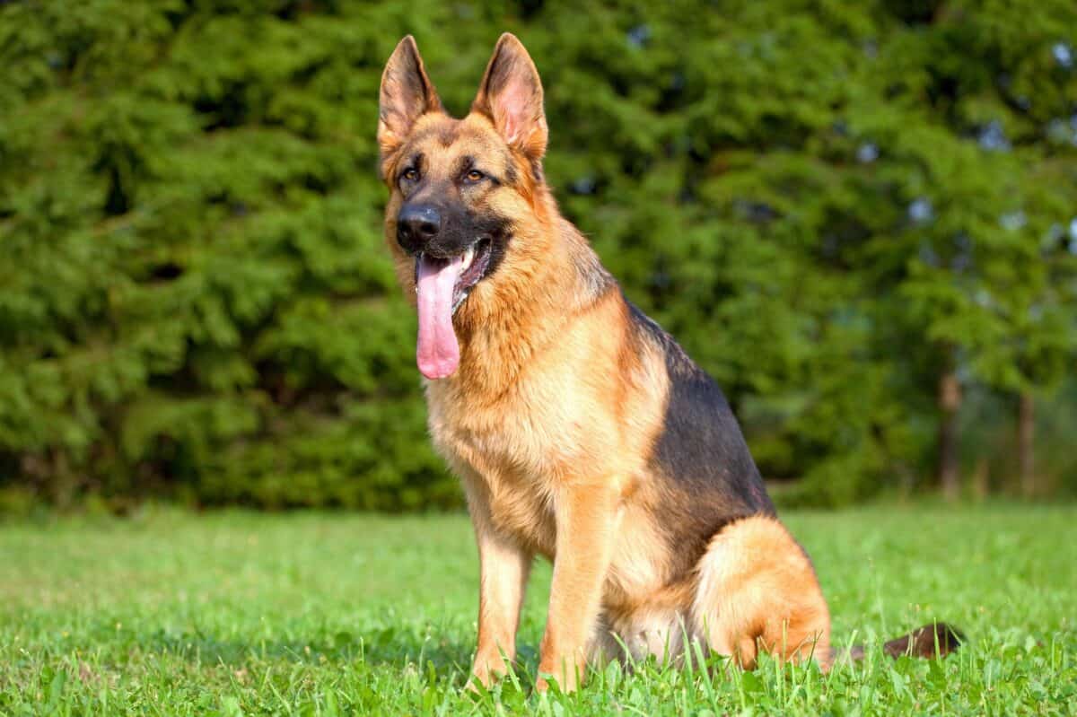 Short Haired German Shepherd Info Pictures FAQs More Short Haired German Shepherd Info Pictures FAQs More