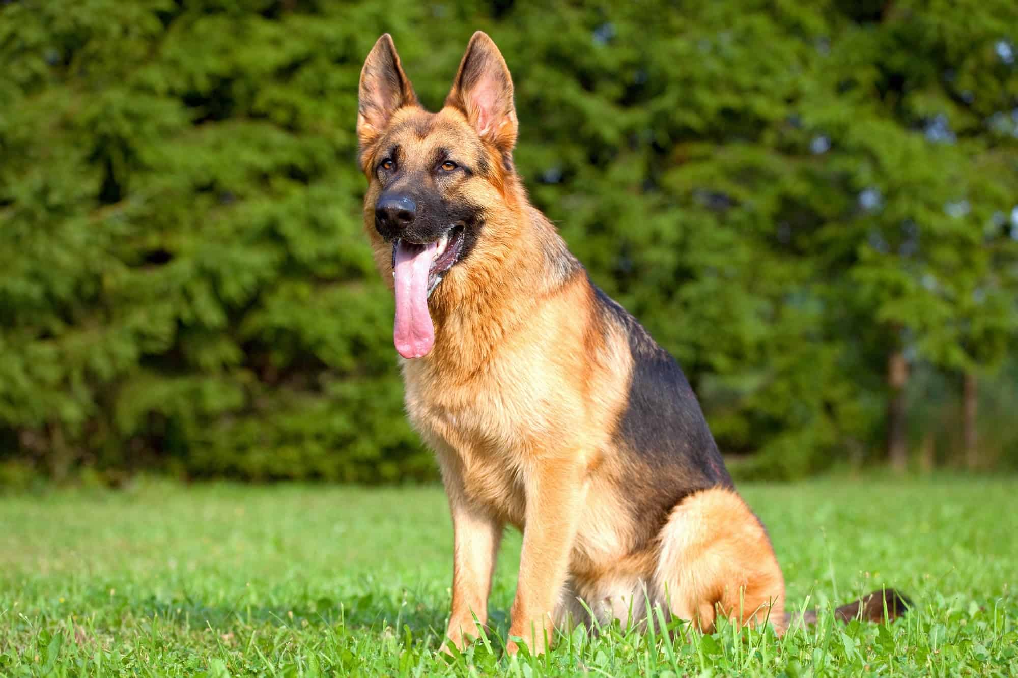 Short-Haired German Shepherd: Info, Pictures, FAQs & More