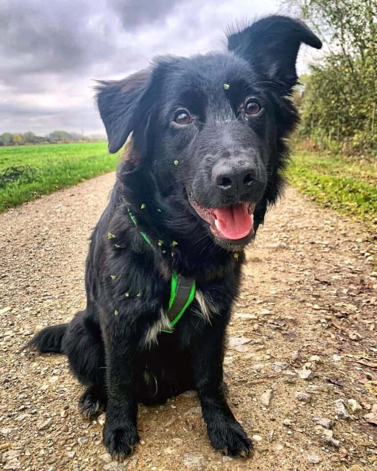 Black Australian Shepherd: A Complete Guide to Black Aussies