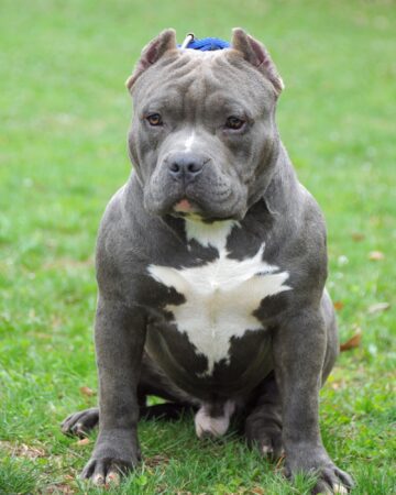 Blue American Bully Info, Pictures, Genetics, Facts, FAQ & More