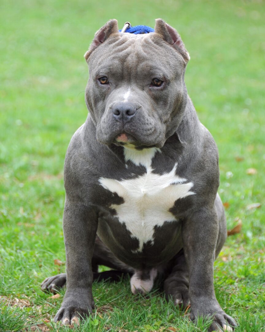 Blue American Bully Info, Pictures, Genetics, Facts, FAQ & More