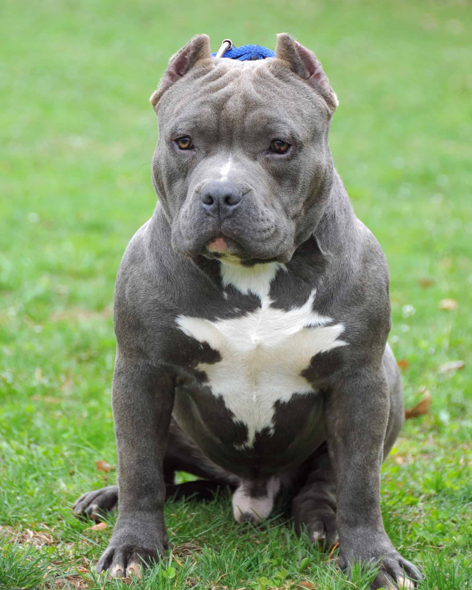 Blue American Bully Info, Pictures, Genetics, Facts, FAQ & More