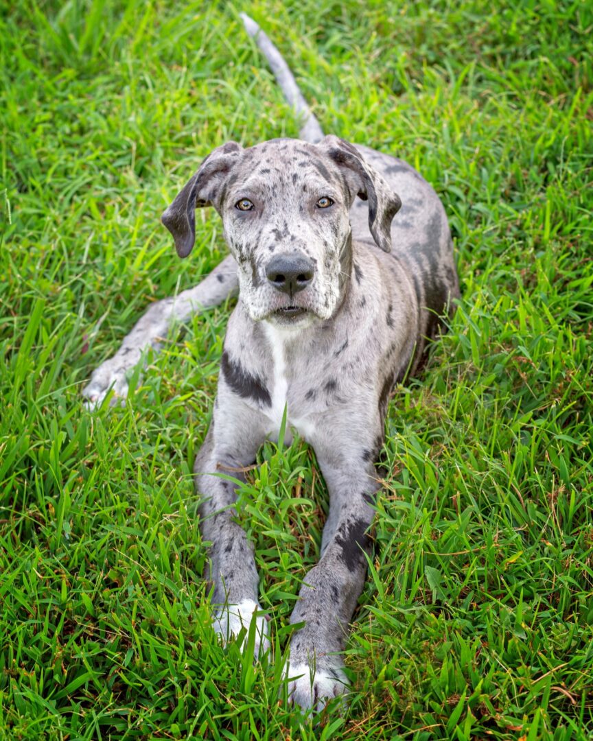 Merle Great Dane: Facts, Genetics, Health, Puppy Prices & FAQs